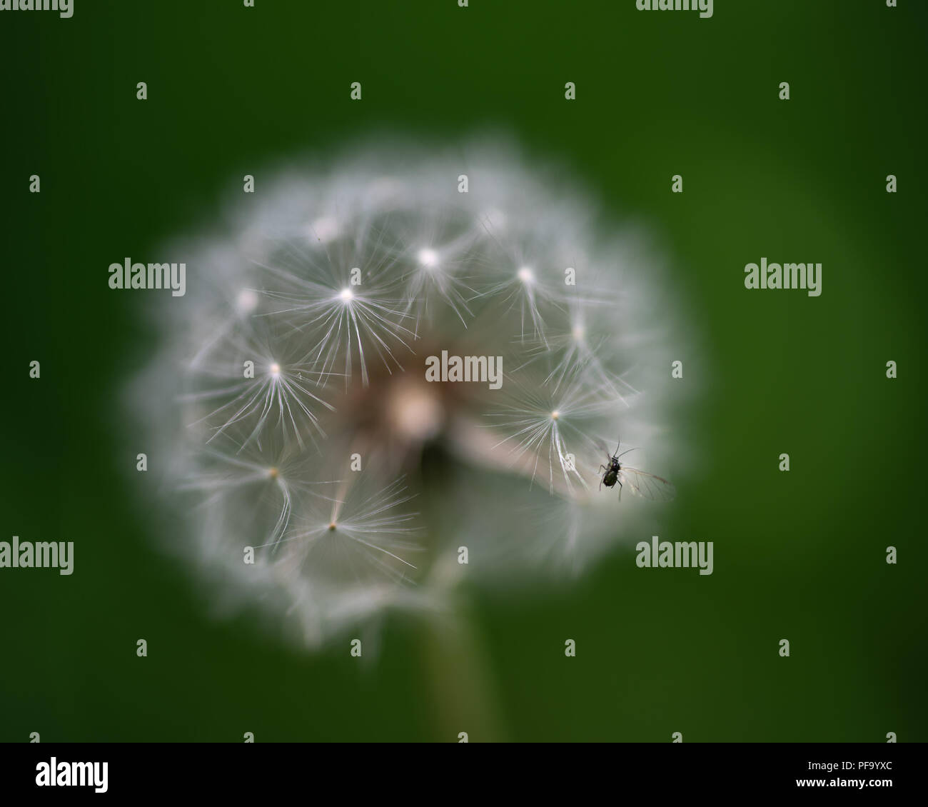 Dandelion Tribe High Resolution Stock Photography and Images - Alamy
