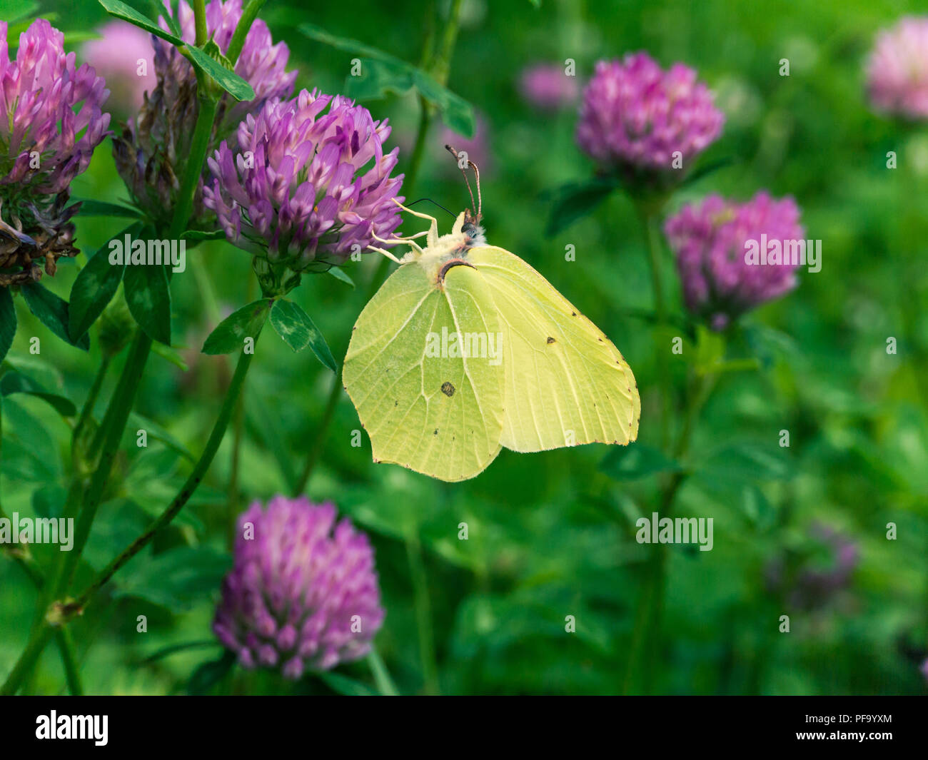 Yellow Clover Flower