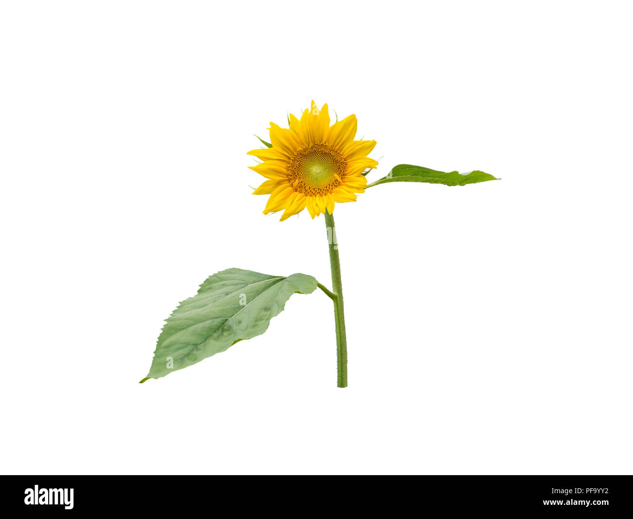 Sunflower round flower head with leaves and steam isolated on white ...