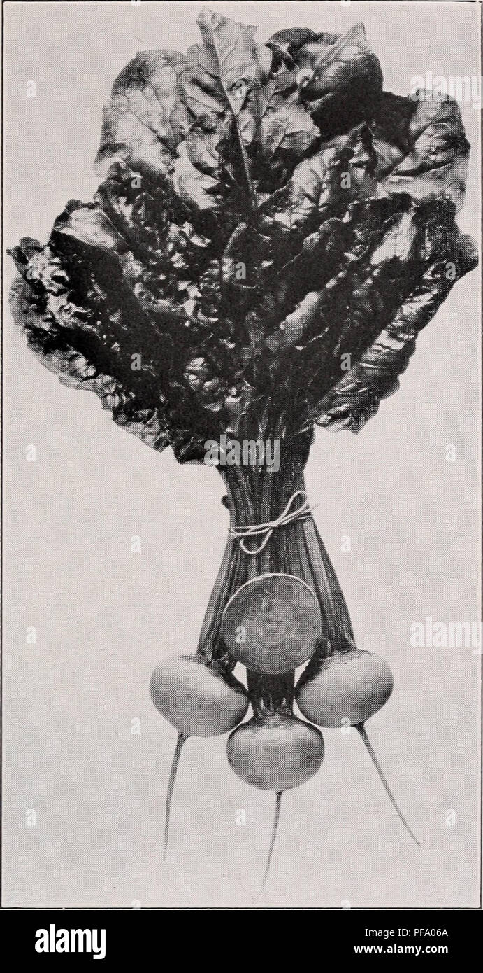 This catalog entry details a range of vegetable and herb varieties ...