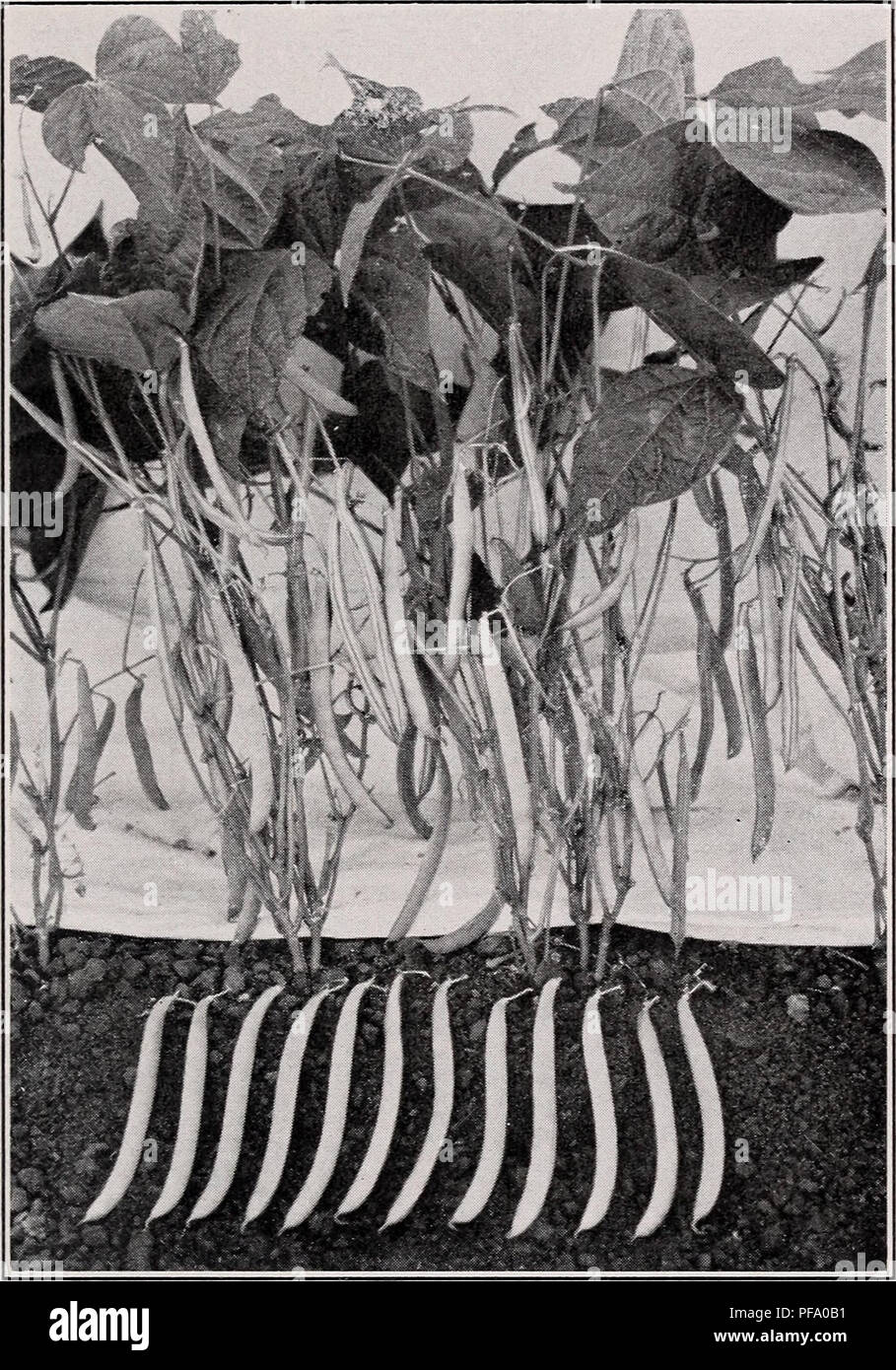 Dwarf broad bean hi-res stock photography and images - Alamy