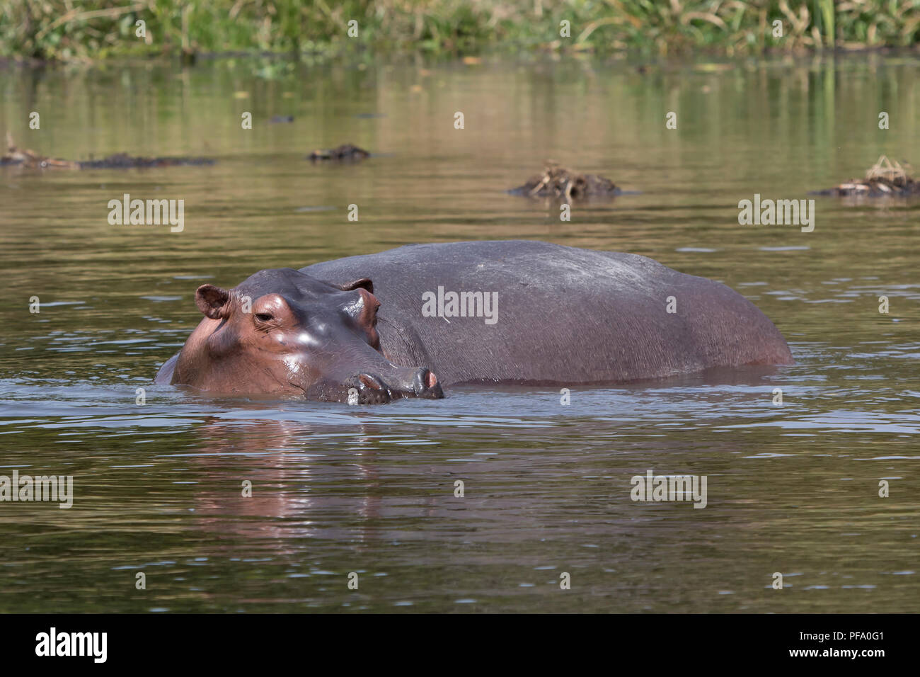 hippopotamus that stands in the water on the shallows of the Nile River ...