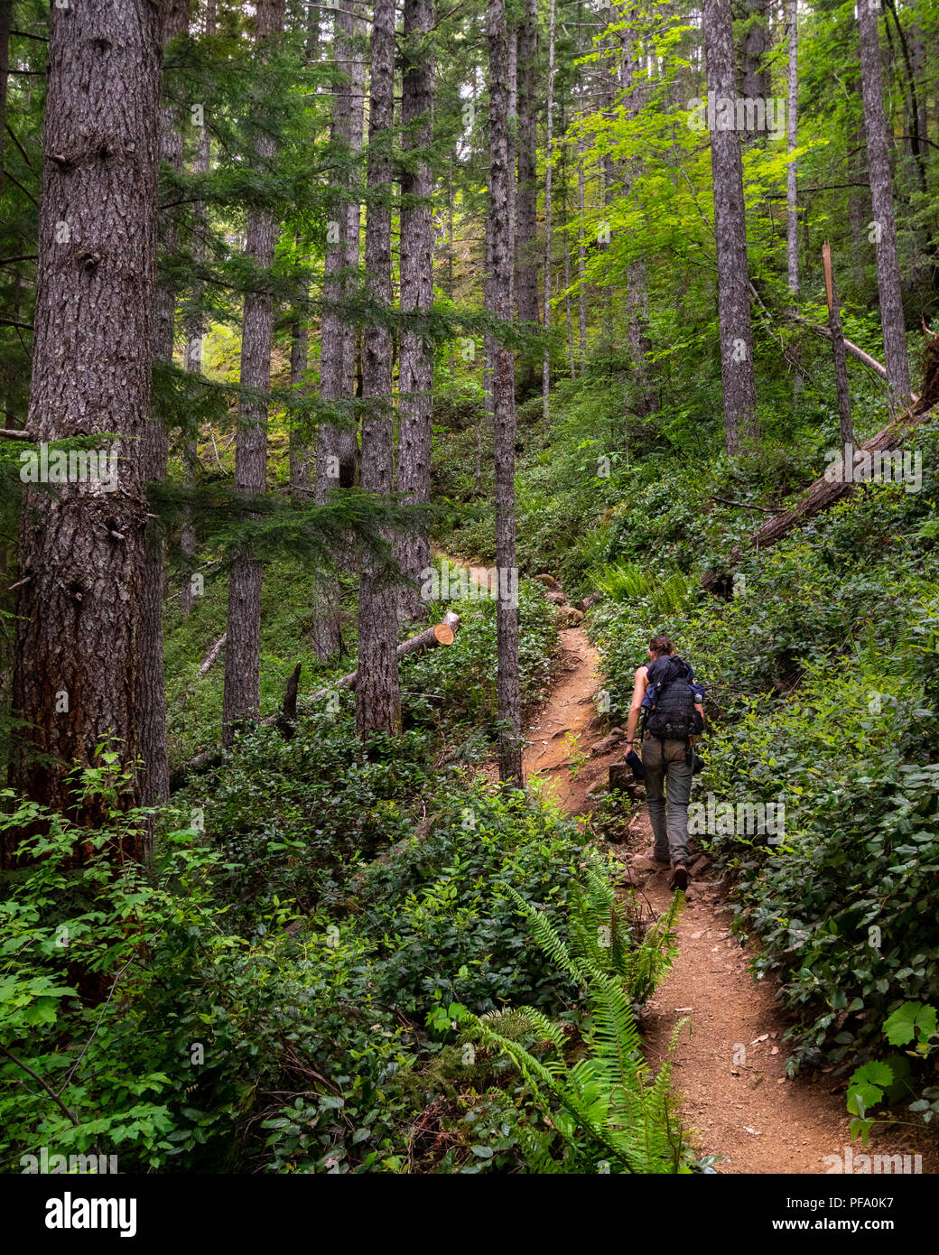 Hiker backpack in woods on hi-res stock photography and images - Alamy
