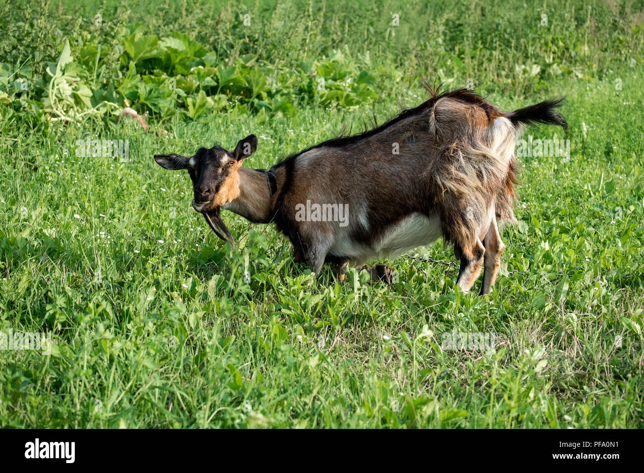 Capra genus hi-res stock photography and images - Alamy
