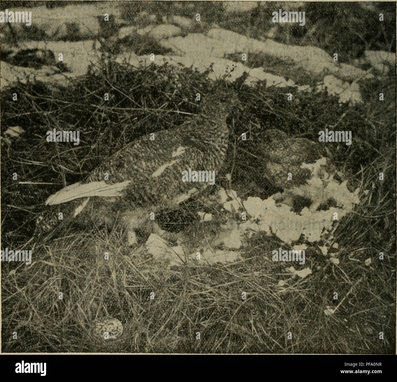 . Der Ornithologische Beobachter. Birds; Birds. — 150 — il presente les ...