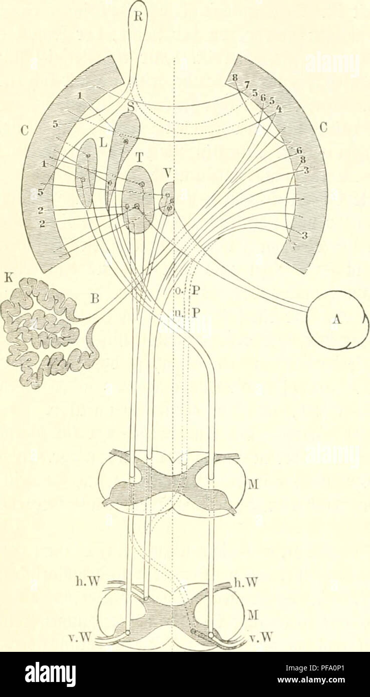 This work on human anatomy and physiology explores the complex systems ...