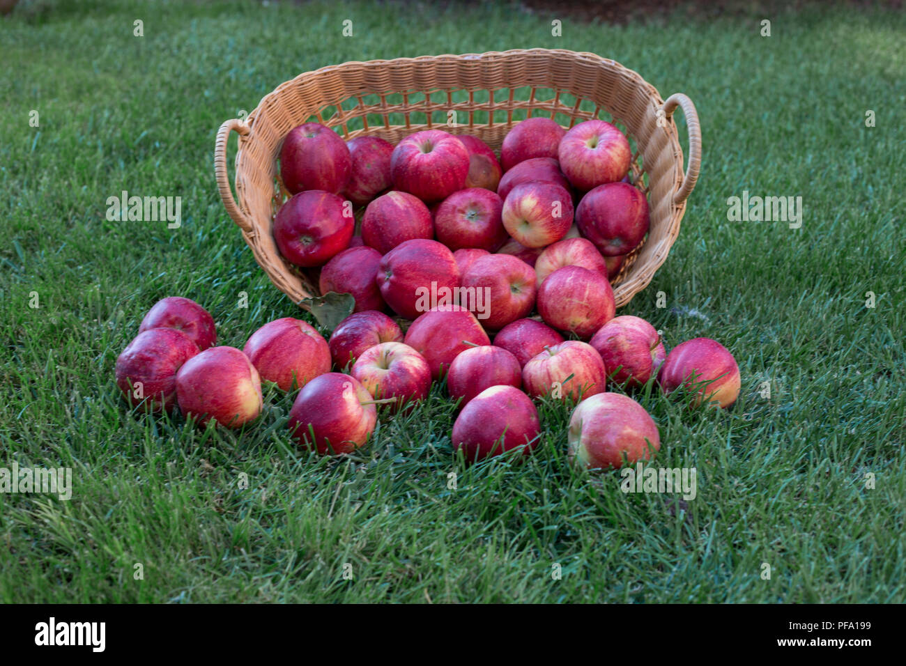 Apples product photography hi-res stock photography and images - Alamy