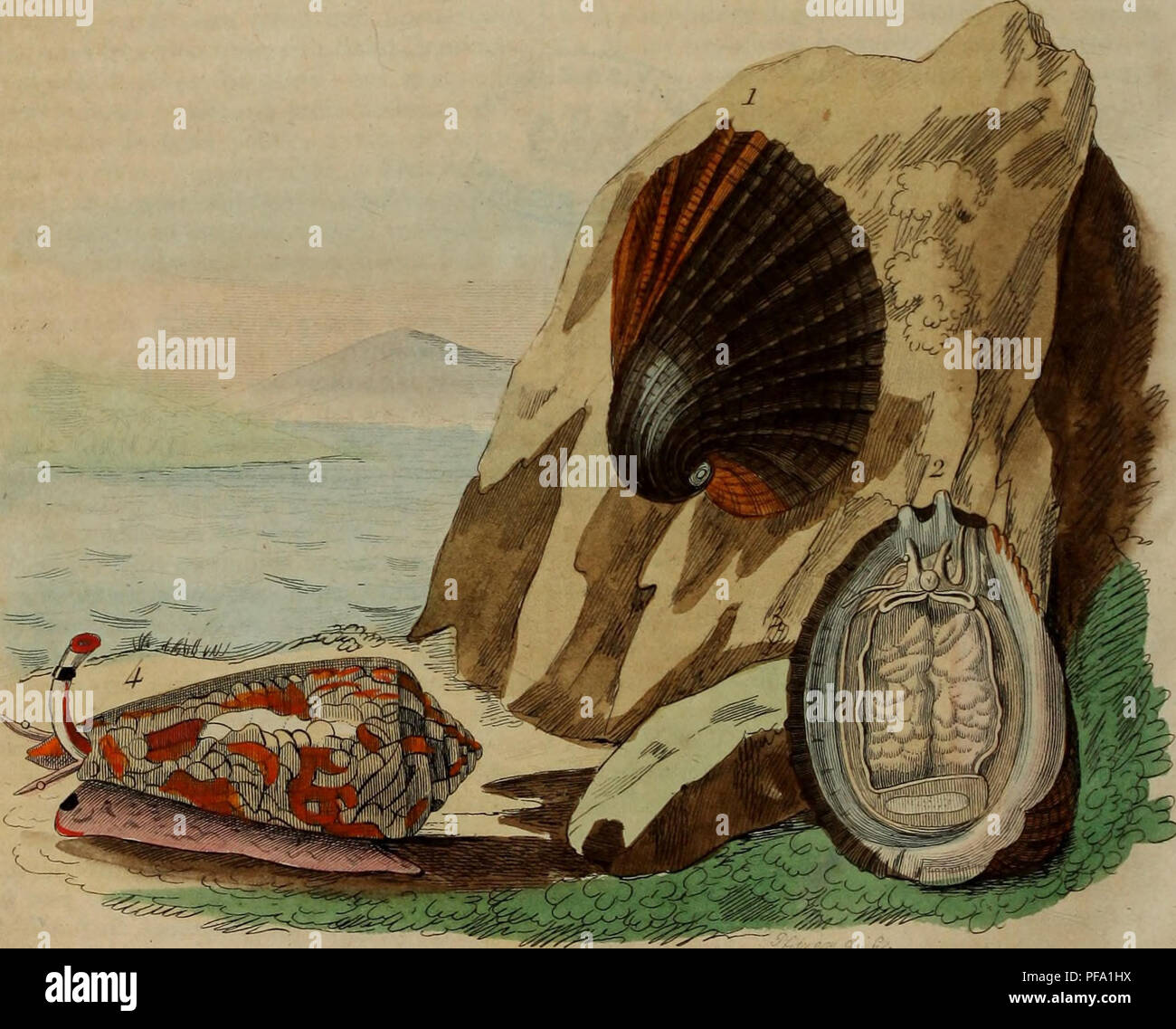 This illustrated dictionary offers a comprehensive guide to natural ...