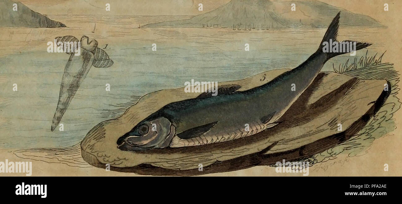 This dictionary provides a detailed and illustrated exploration of ...