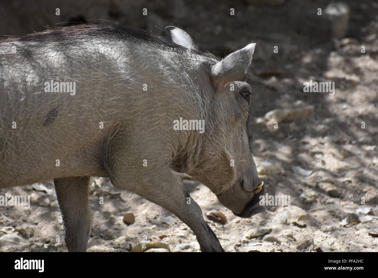 A side view of a warthog taking a step Stock Photo - Alamy