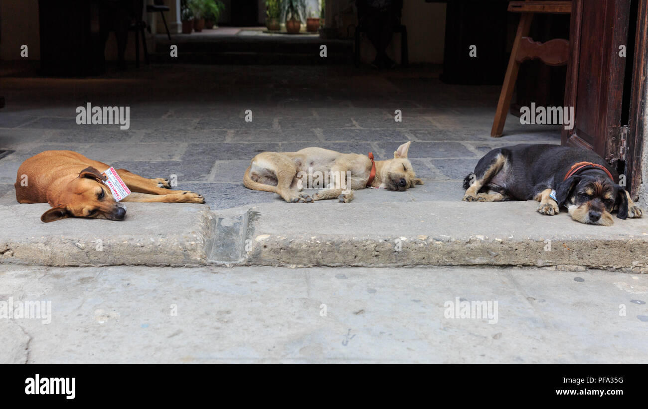 Street dogs snoozing in an entrance in Havana, Cuba Stock Photo - Alamy