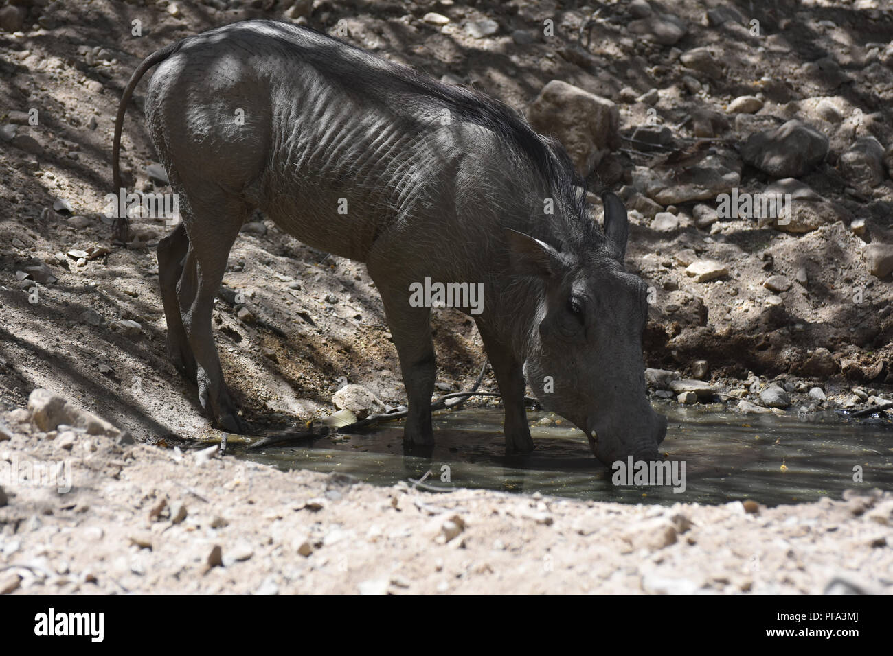Warthog wading into shallow water as he drinks Stock Photo - Alamy