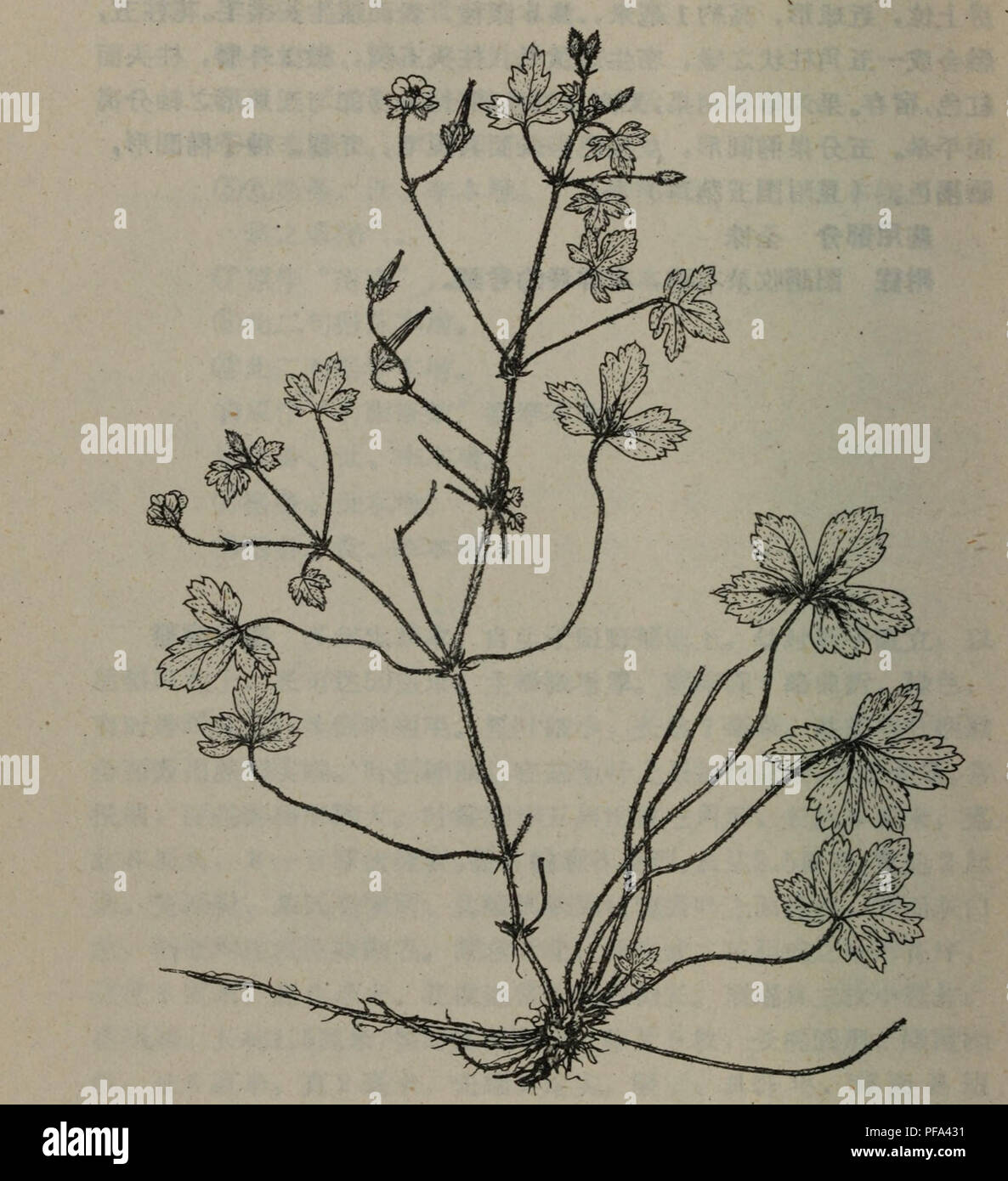 This botanical work from China focuses on local plant species, offering ...