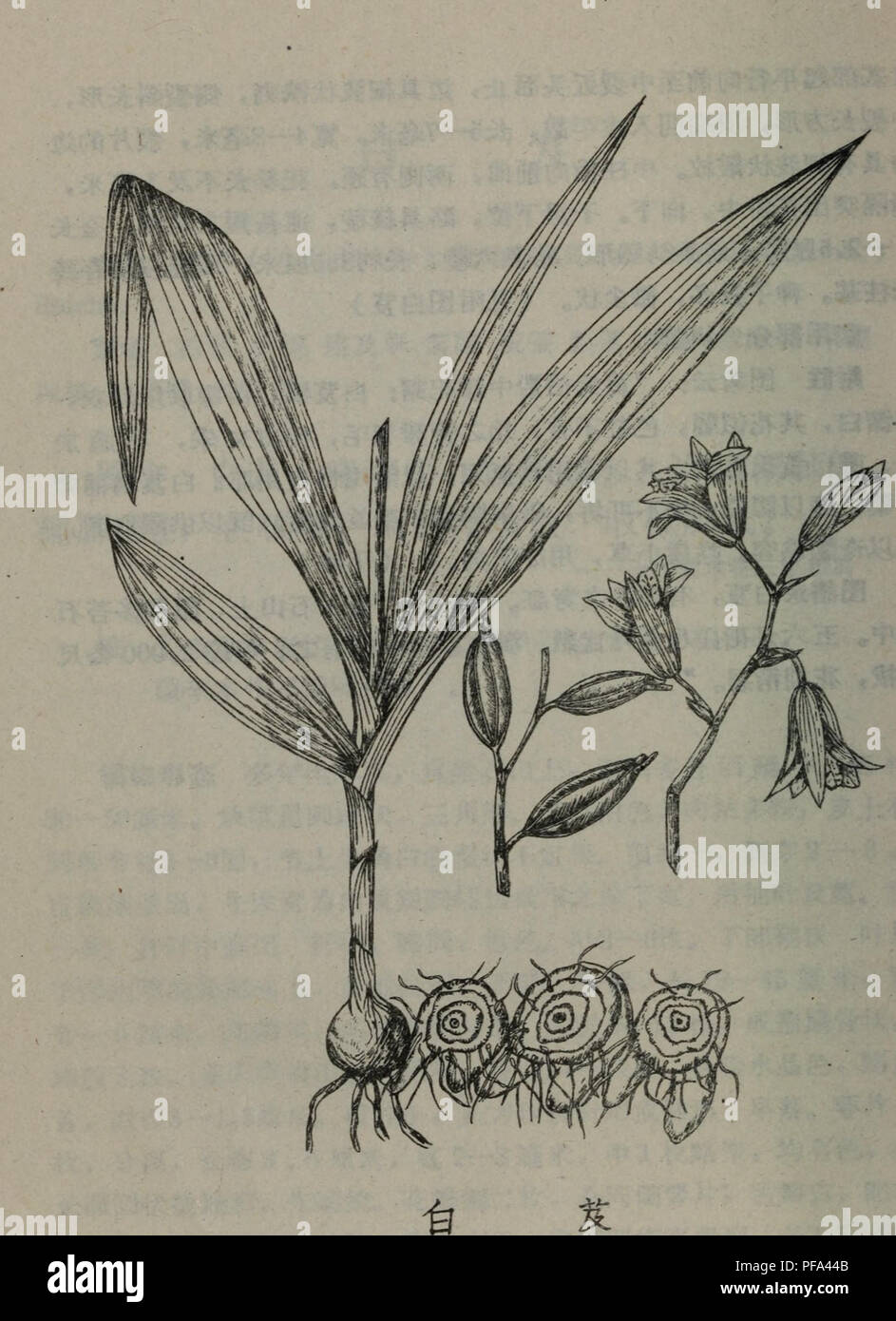 This botanical work from Yunnan provides a comprehensive description of ...