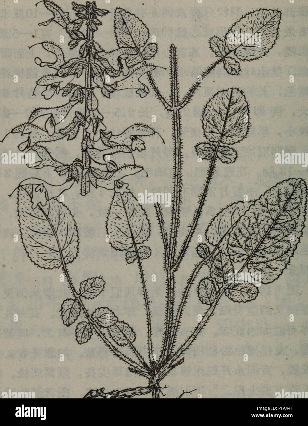 . dian nan ben cao. botany. 16. Please note that these images are extracted from scanned page ...