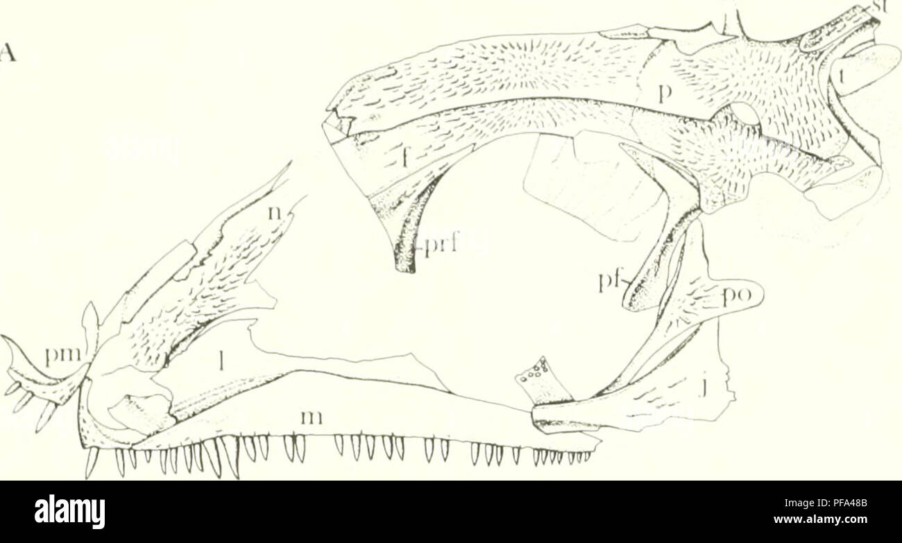 Diapsid hi-res stock photography and images - Alamy