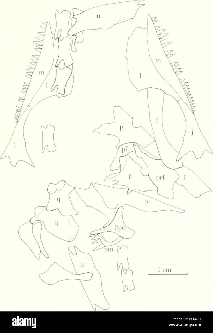 . A diapsid reptile from the Pennsylvanian of Kansas. Reptiles, Fossil ...