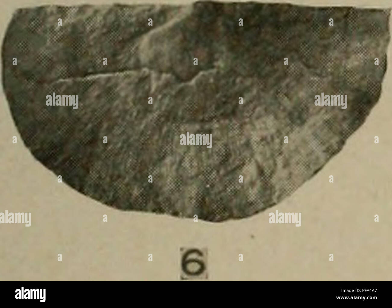 This geological study focuses on the stratigraphy and paleontology of ...