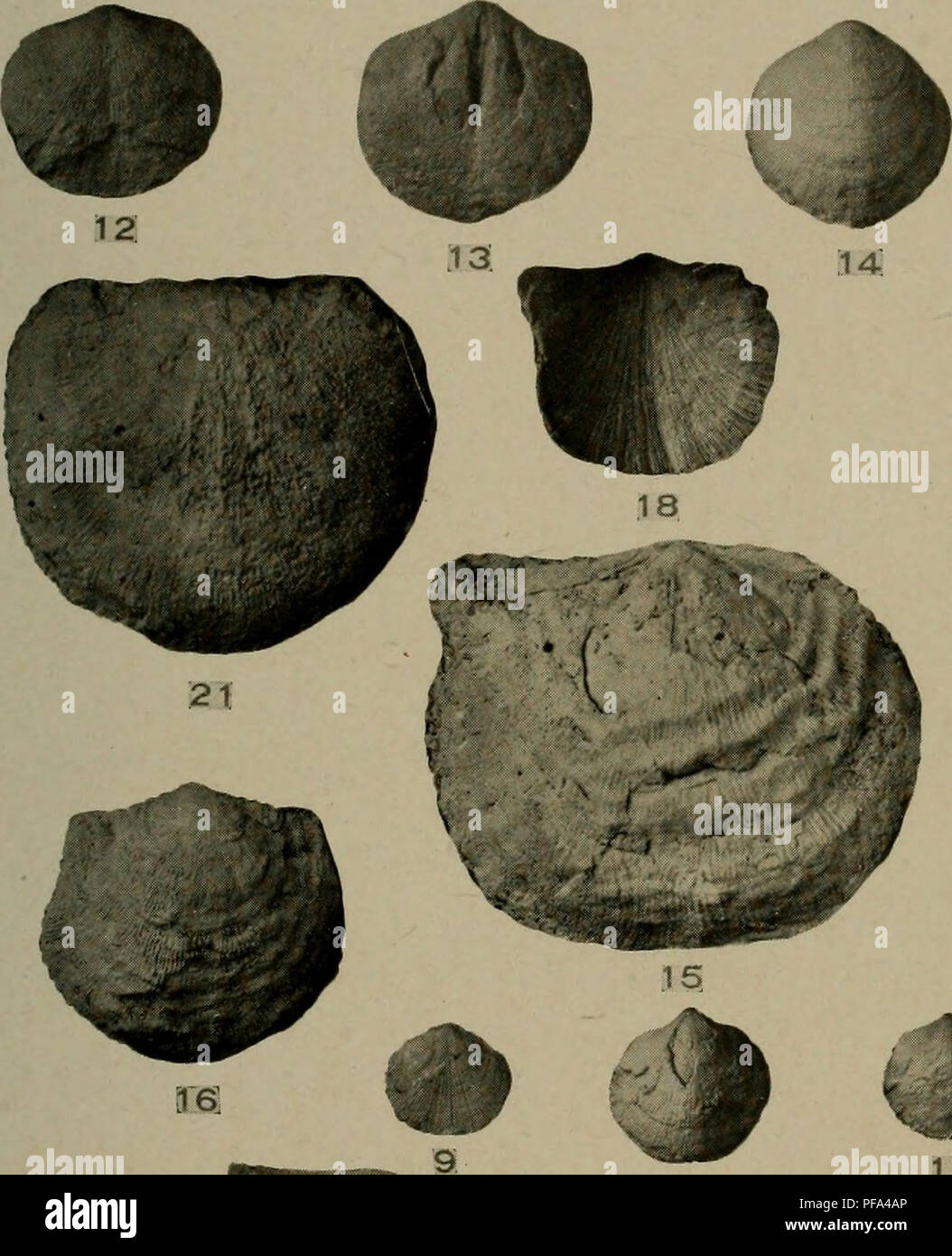This geological work explores the Devonian period in Missouri ...