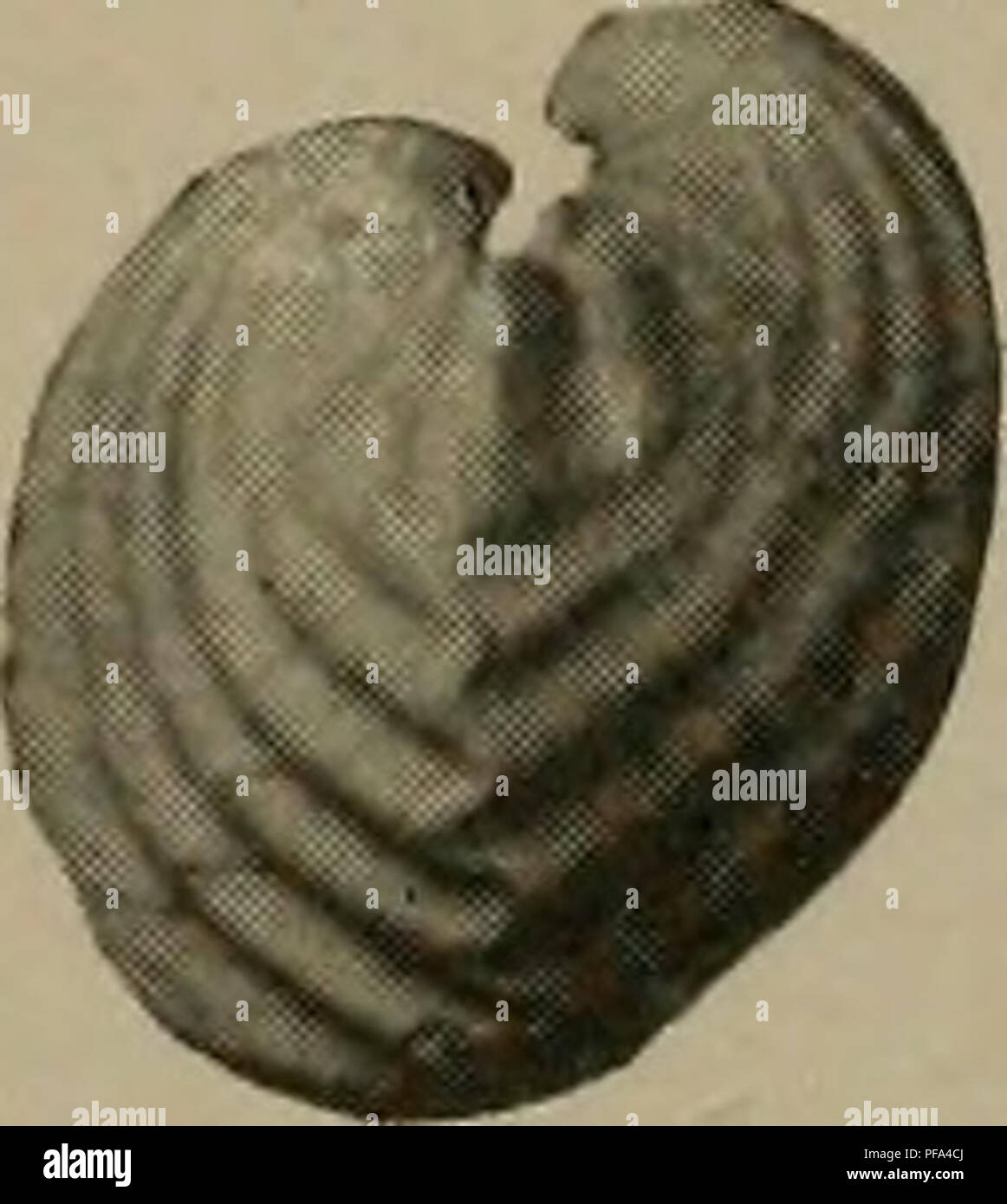 This geological study covers the Devonian period in Missouri, examining ...