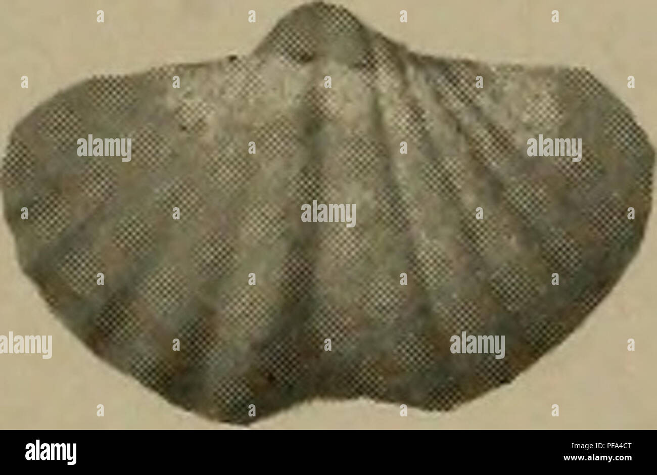 The Devonian period in Missouri is studied in detail, with a focus on ...