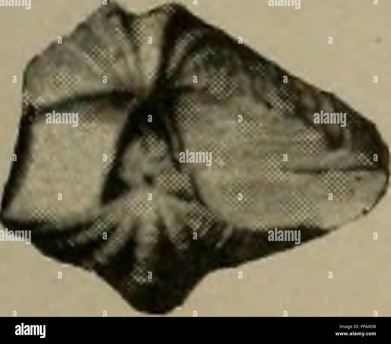 This geological study focuses on the stratigraphy and paleontology of ...