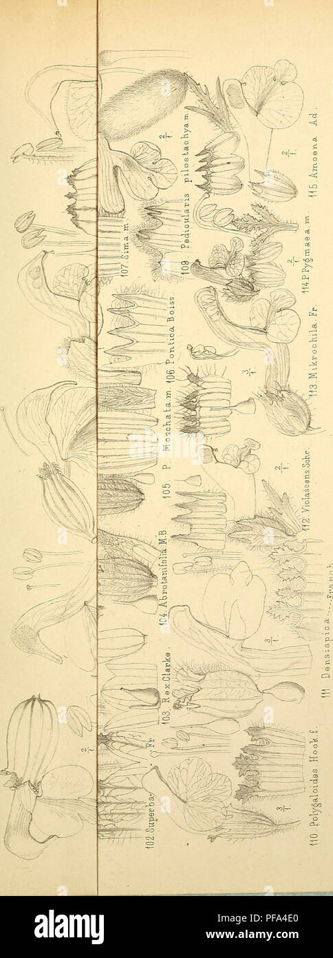 This work by C.J. Maximowicz offers diagnoses and descriptions of newly ...