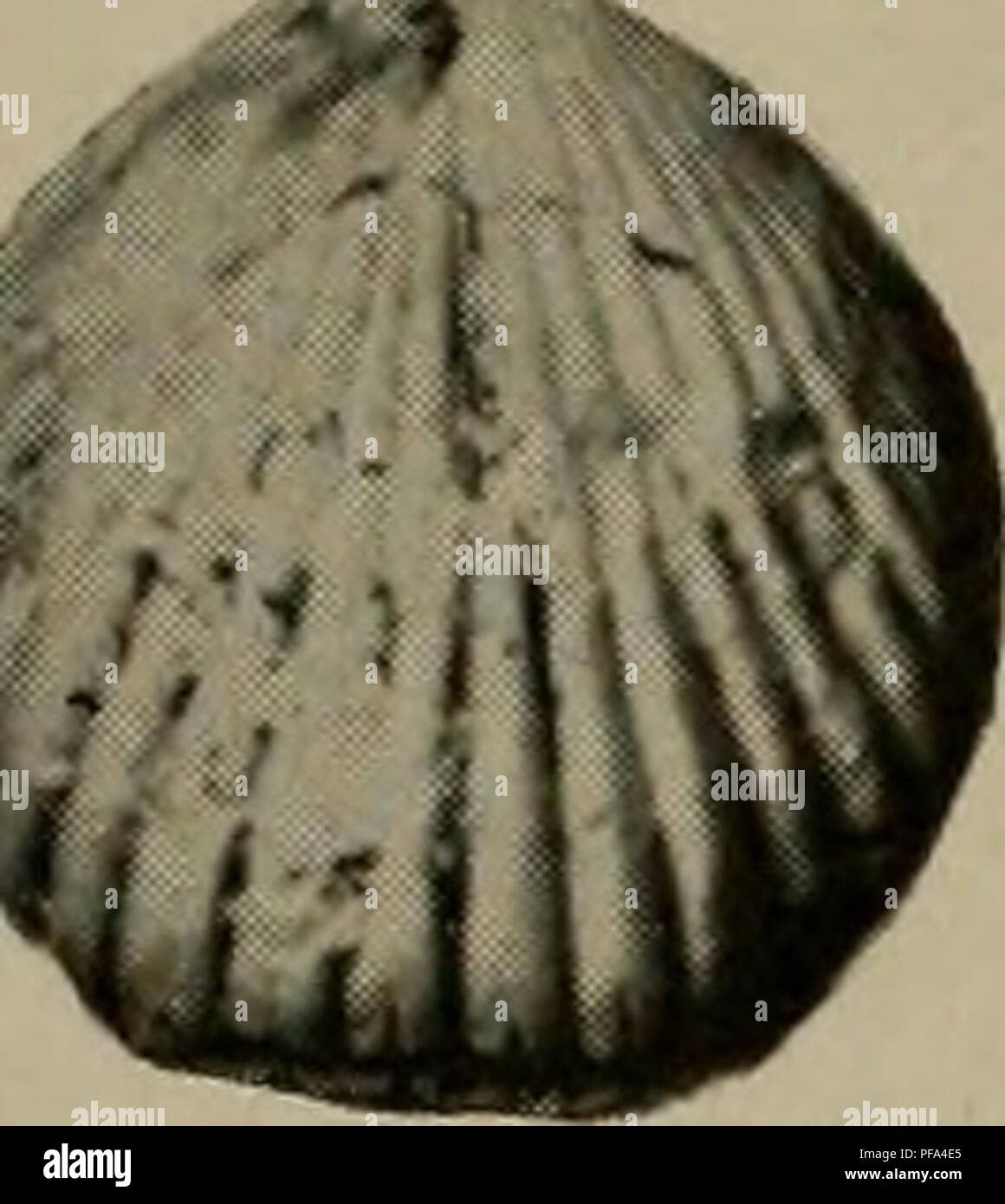This work on Missouri's Devonian period presents a geological and ...
