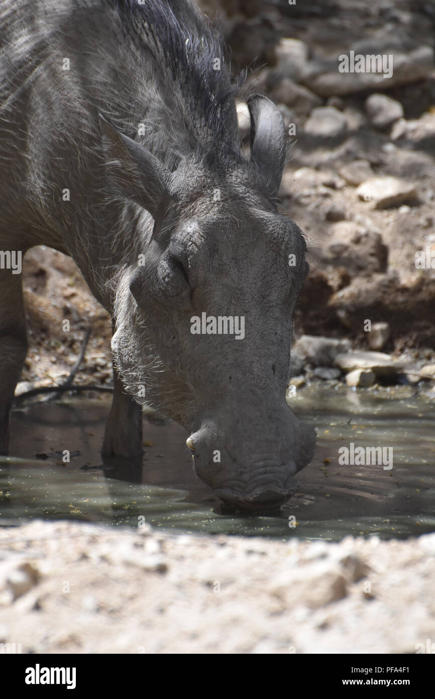 Looking drinking into the face of a warthog who is drinking Stock Photo ...