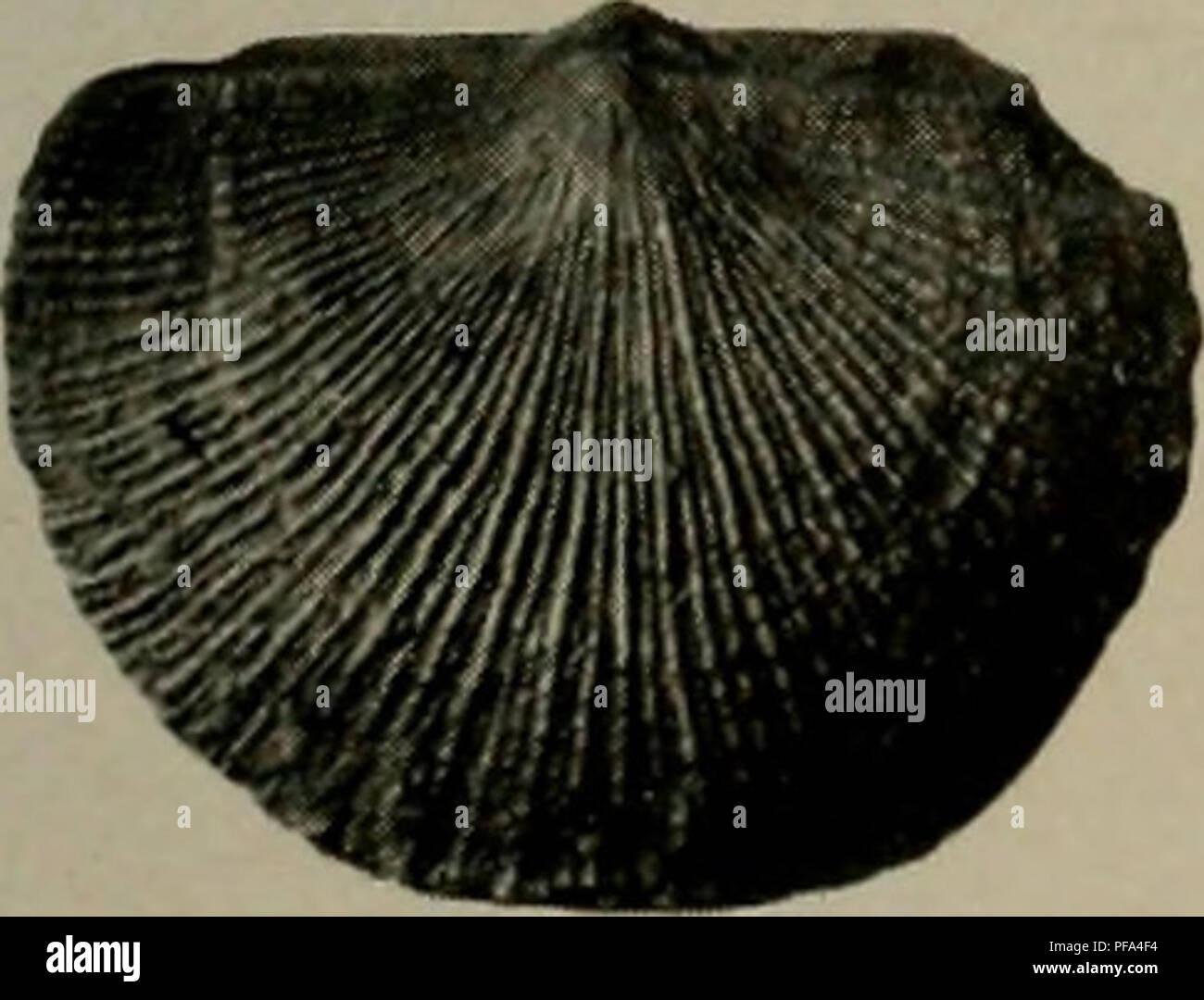This work discusses the geology and stratigraphy of the Devonian period ...