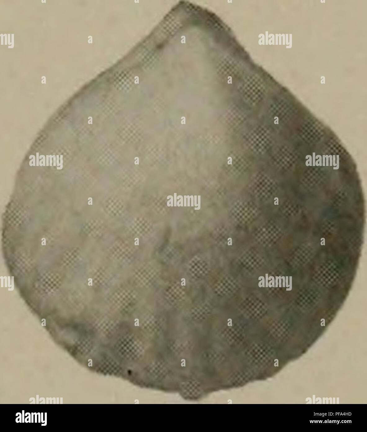 This image from *The Devonian of Missouri* presents key geological and ...