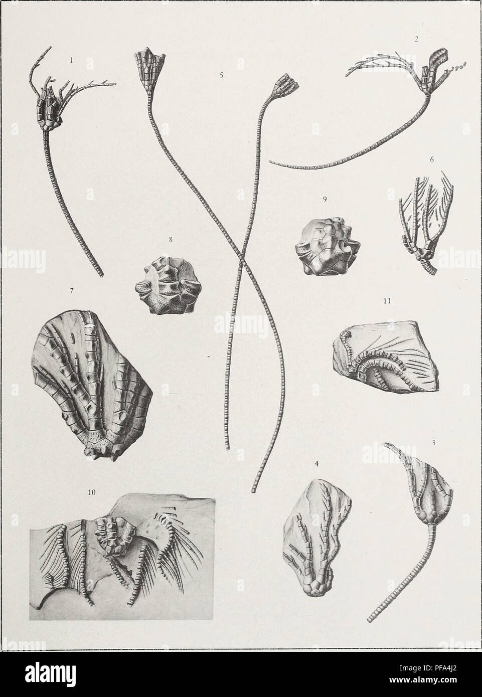 Winifred Goldring’s study on Devonian crinoids from New York explores ...