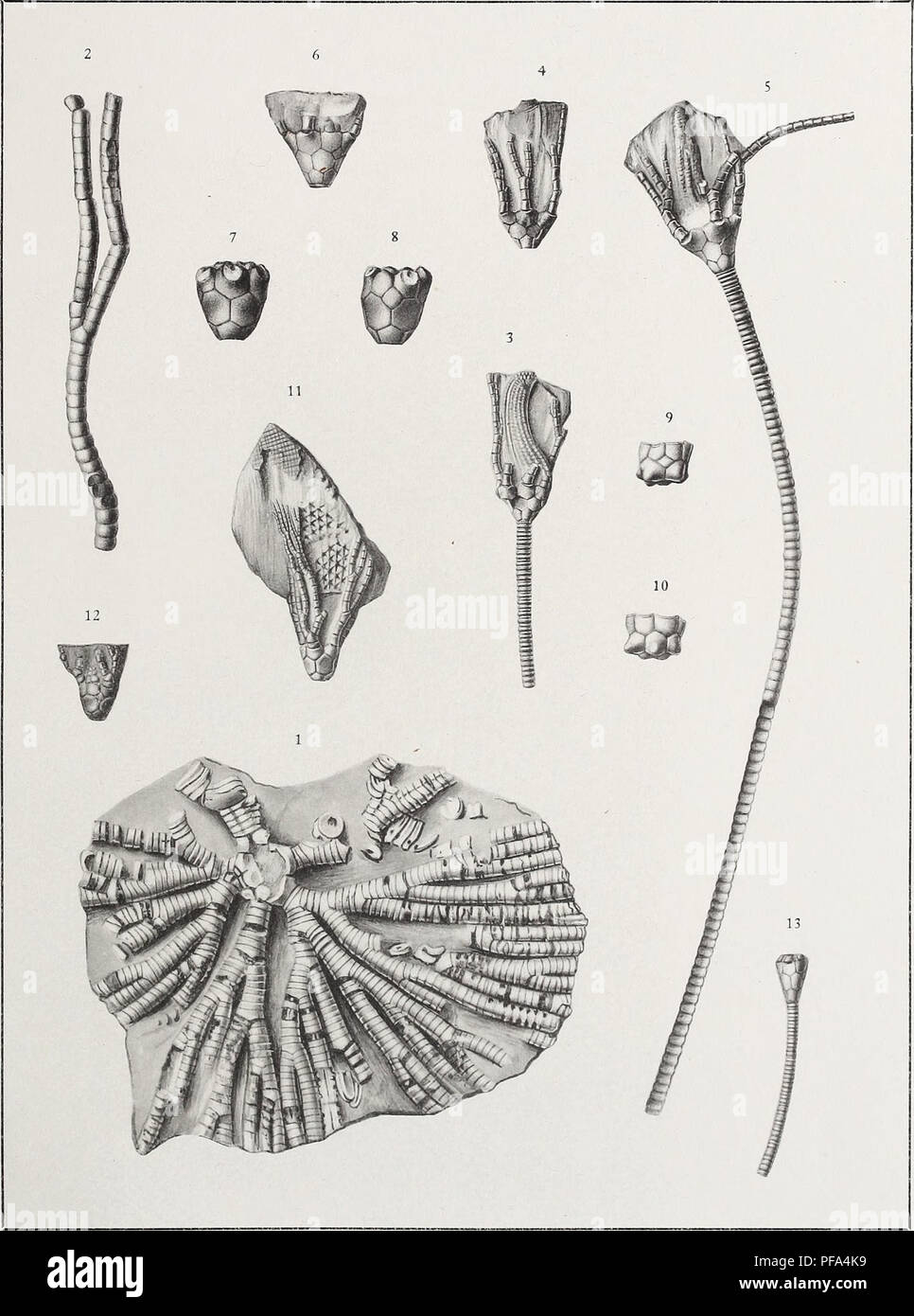 Structures of ancient marine life hi-res stock photography and images ...