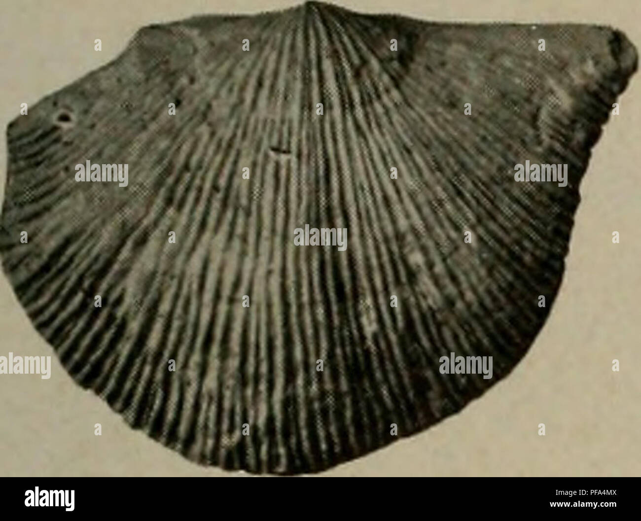 This geological work focuses on the Devonian period in Missouri ...
