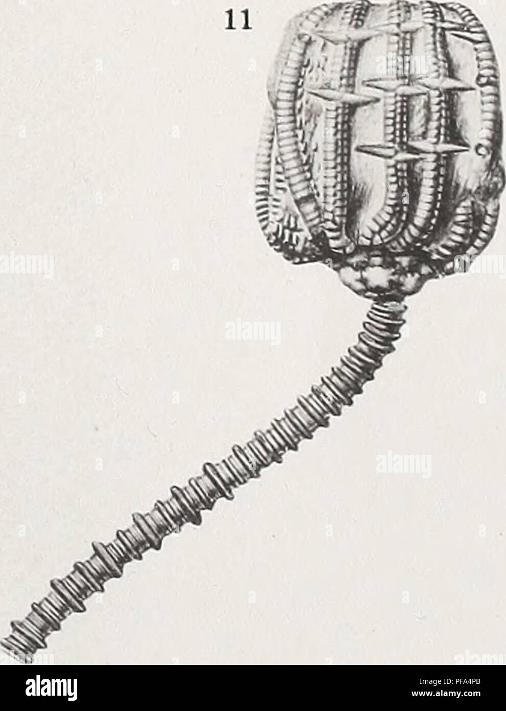 This work documents the Devonian crinoids of New York, focusing on the ...