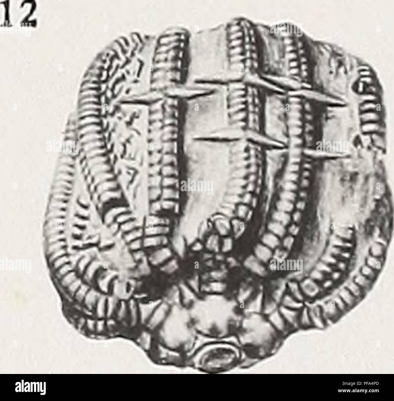 This work explores the Devonian crinoids of New York State, detailing ...