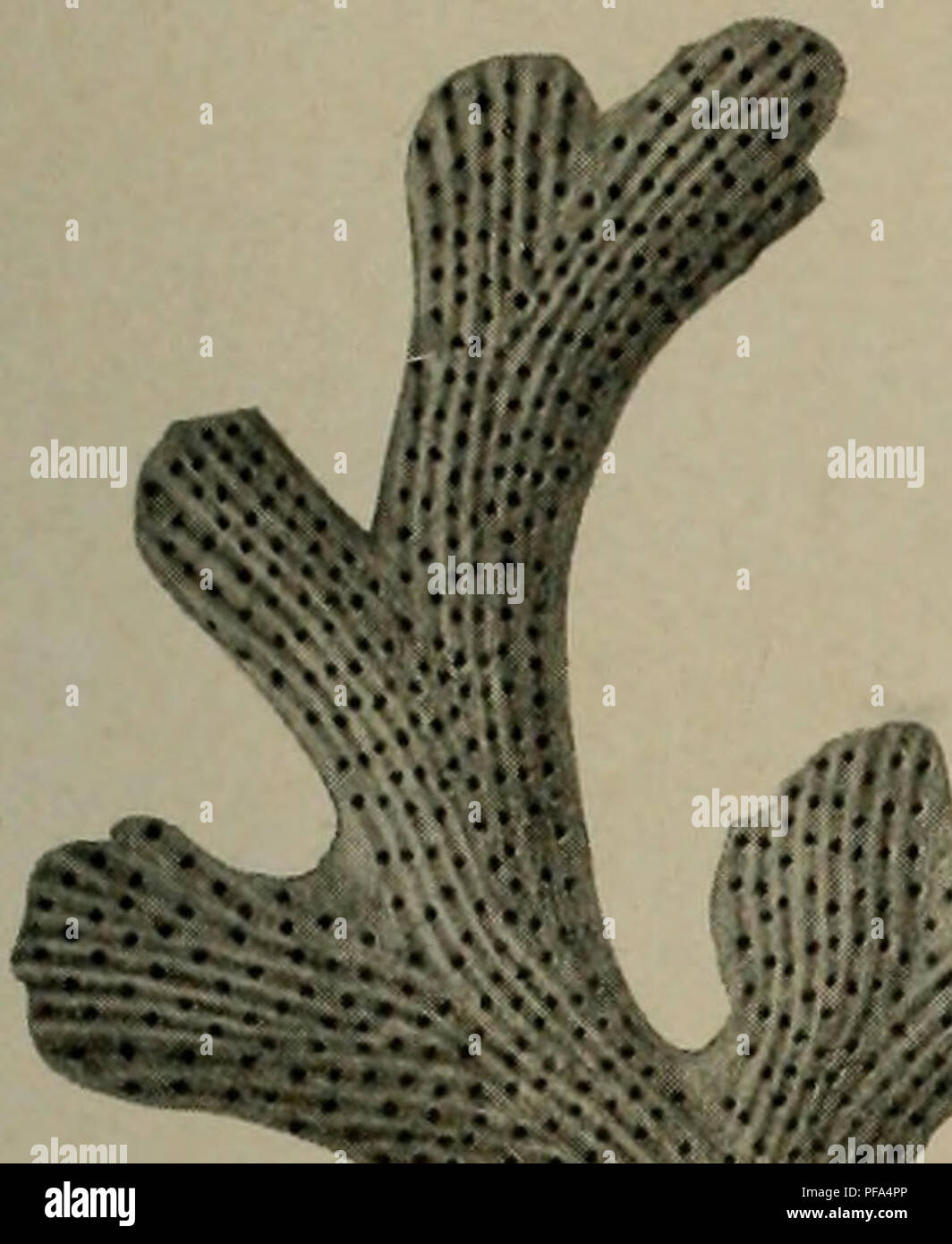 This geological study of the Devonian period in Missouri examines ...