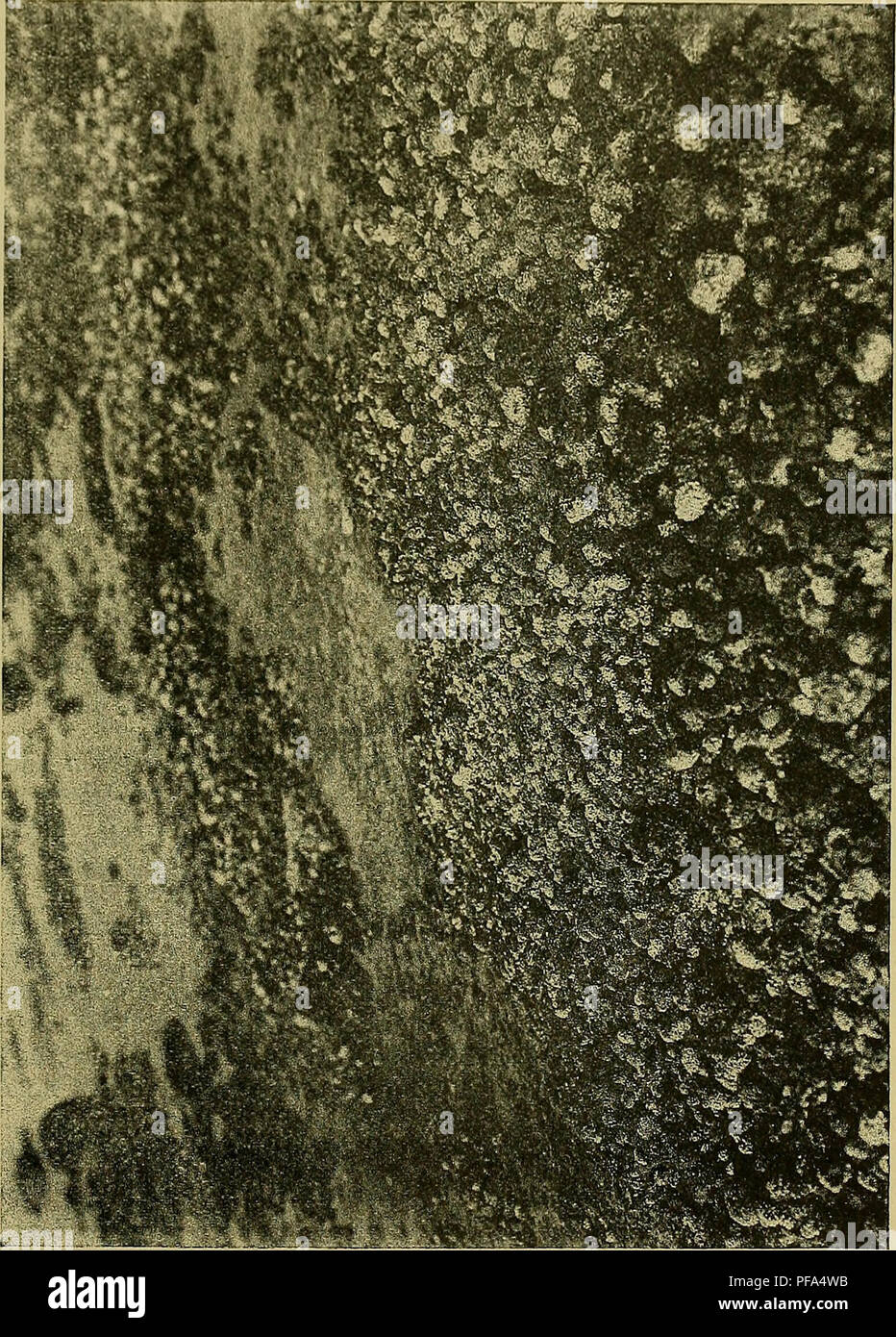 Lithothamnium hi-res stock photography and images - Alamy