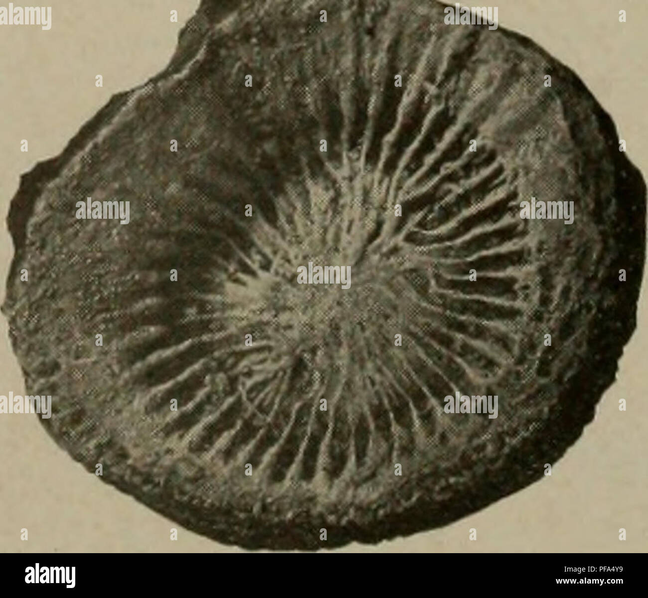 A study of the Devonian period in Missouri, examining stratigraphy and ...