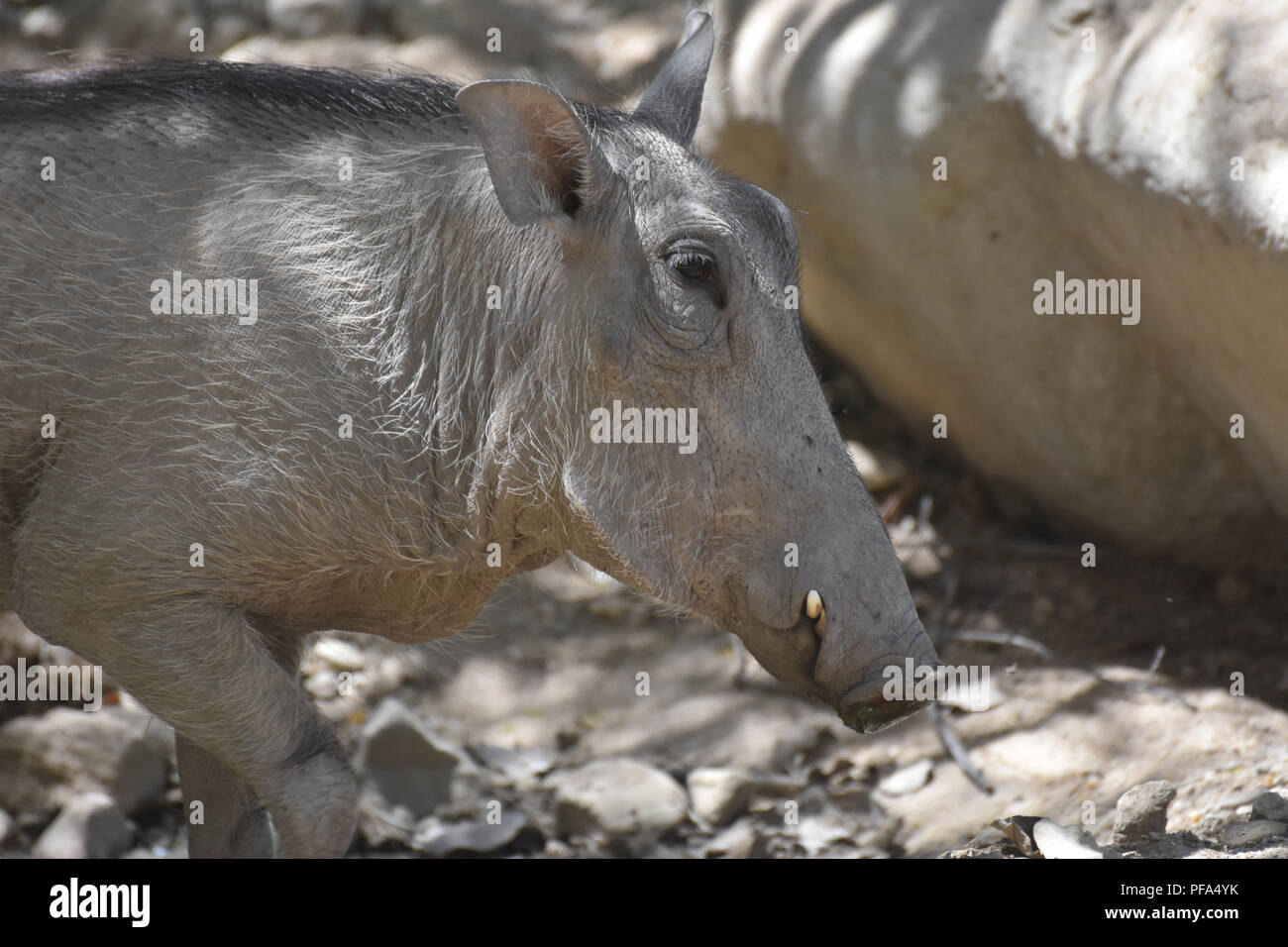 Large warthog walking with his right front foot raised Stock Photo - Alamy