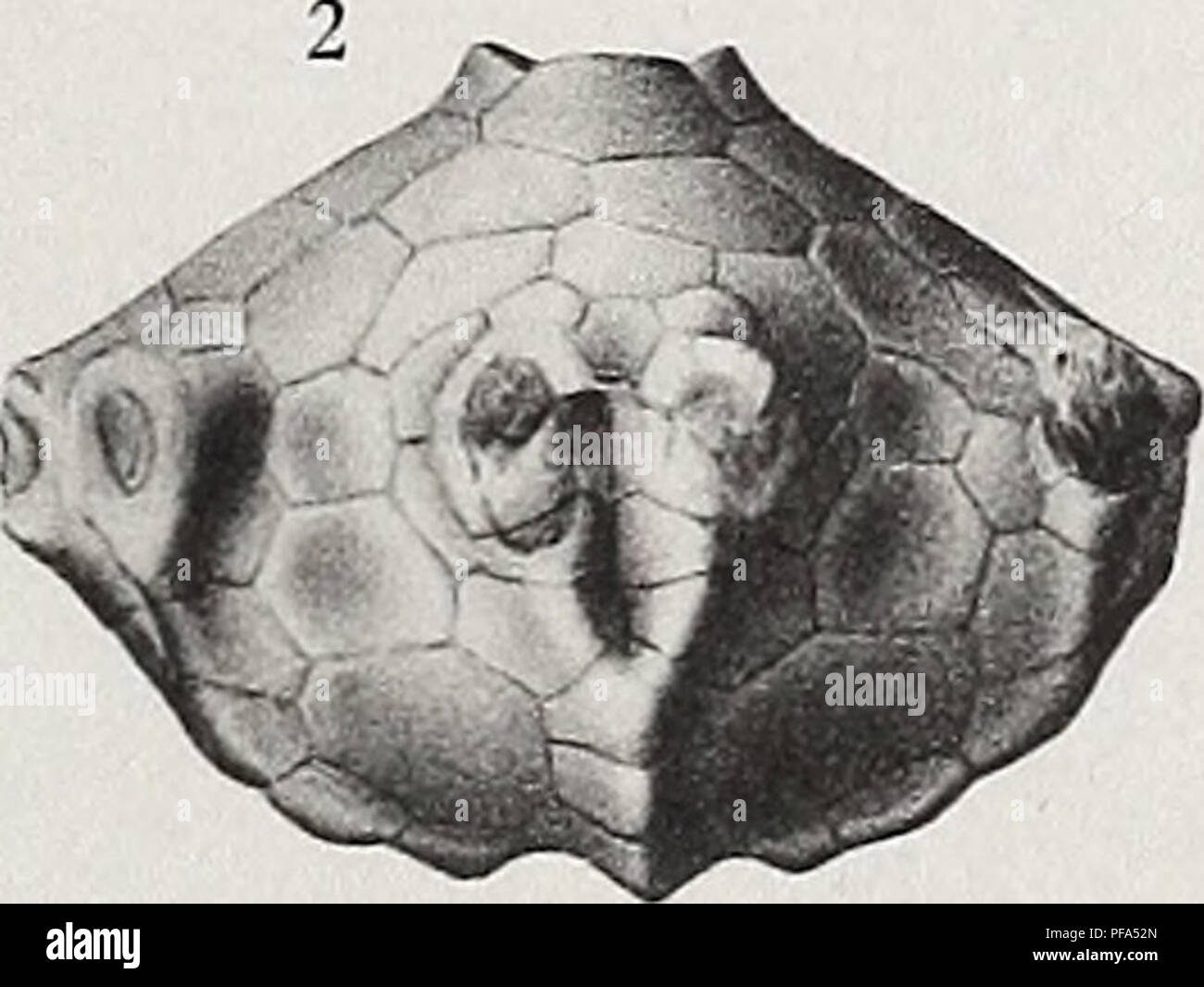 . The Devonian crinoids of the State of New York. Crinoidea, Fossil ...