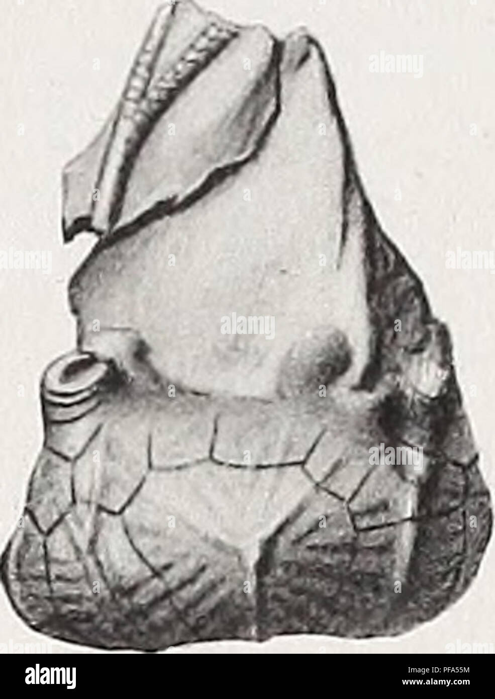 This study focuses on the fossilized remains of crinoids from the ...