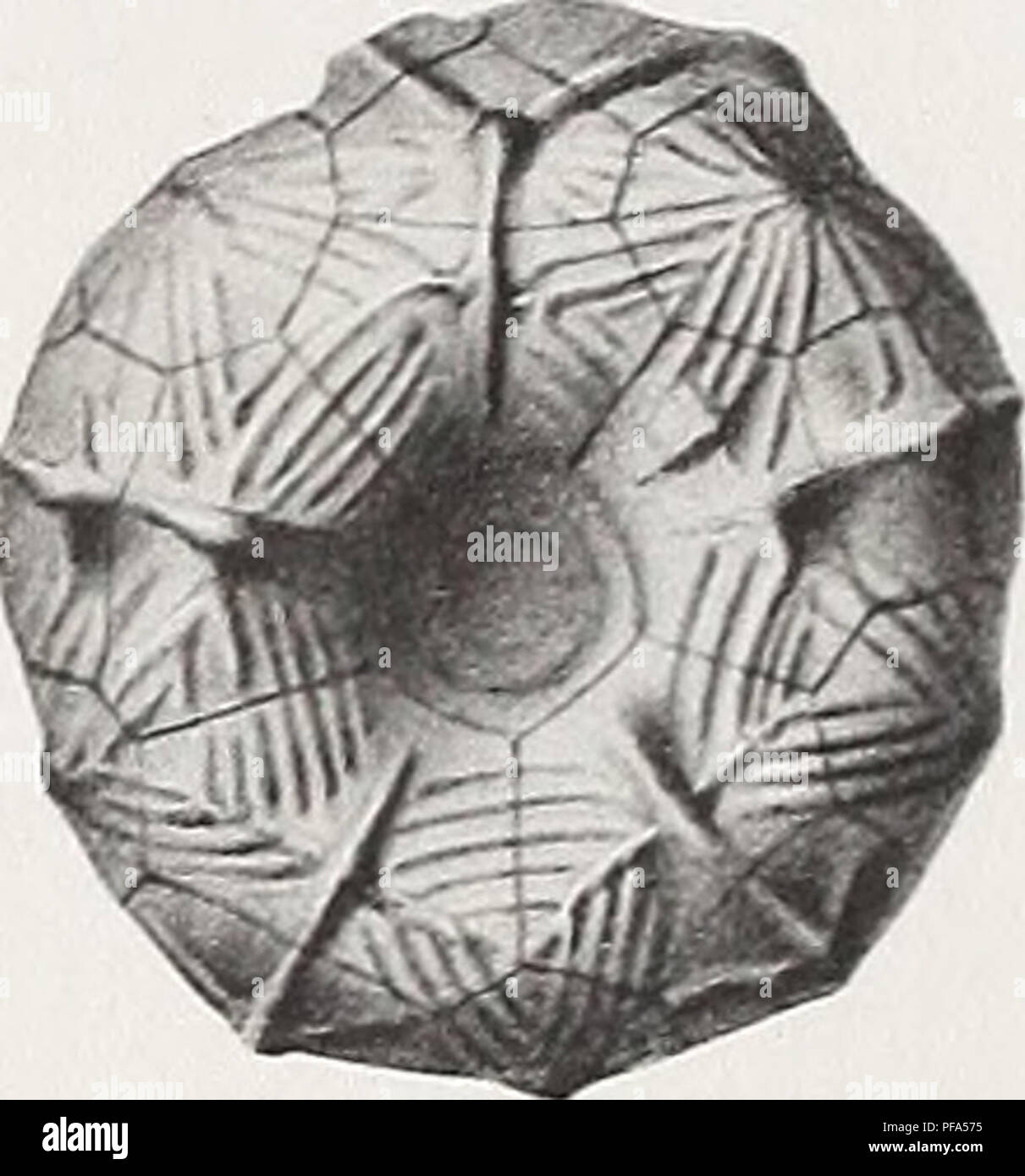 This work by Winifred Goldring examines the fossil crinoids found in ...