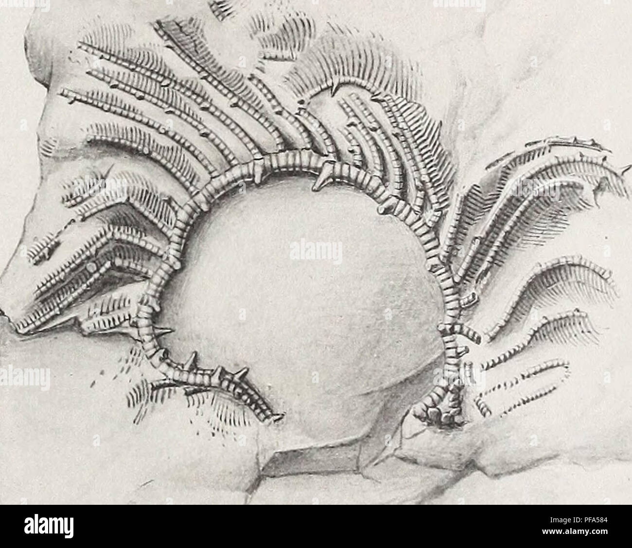 . The Devonian crinoids of the State of New York. Crinoidea, Fossil ...