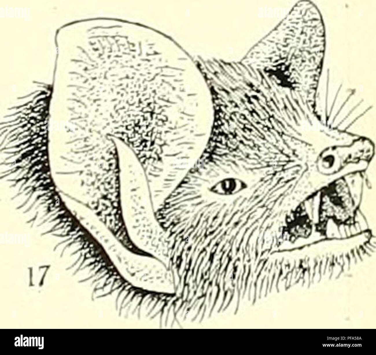 This book by Jacob Christiaan Koningsberger covers the mammals of Java ...