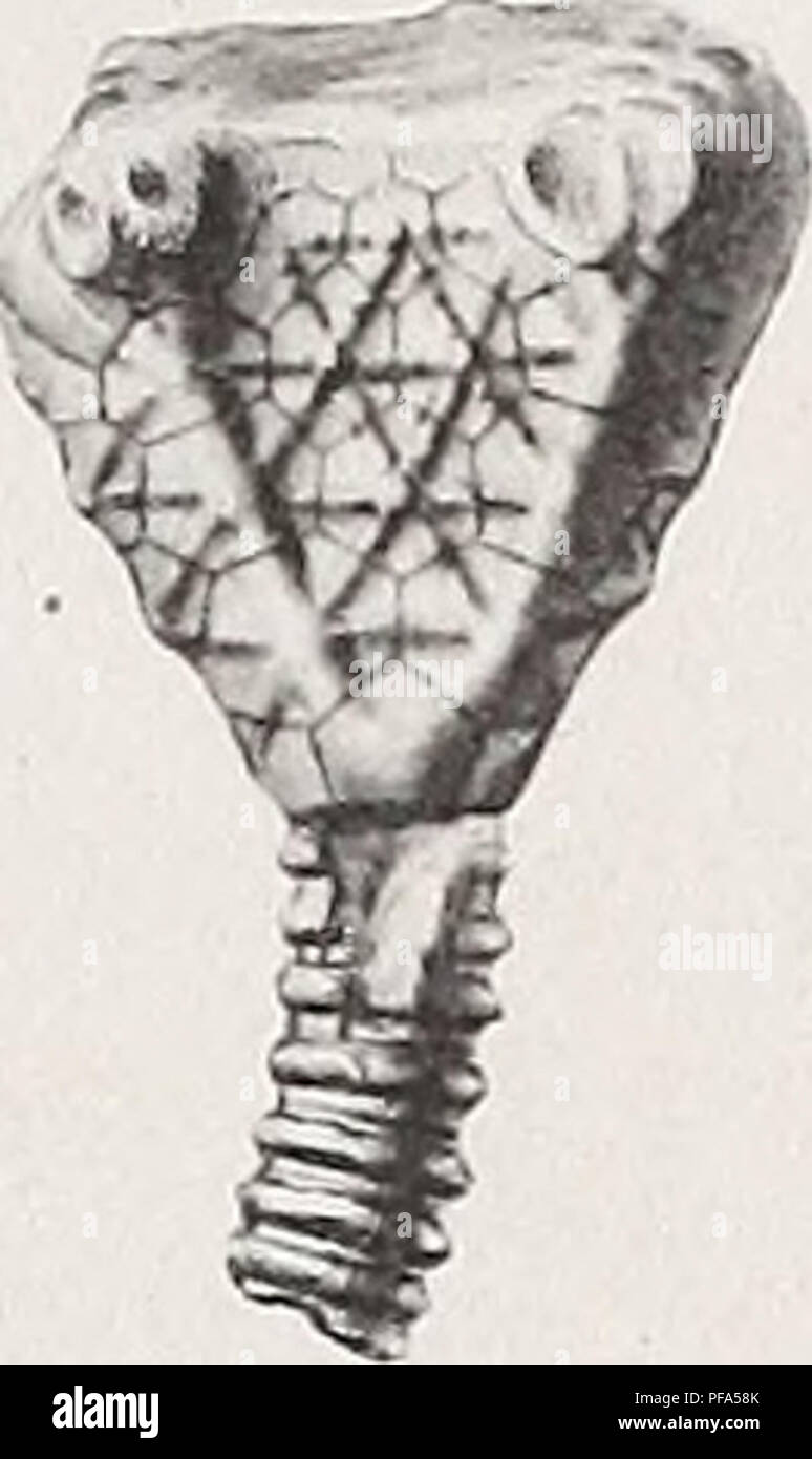 1888 1971 hi-res stock photography and images - Alamy
