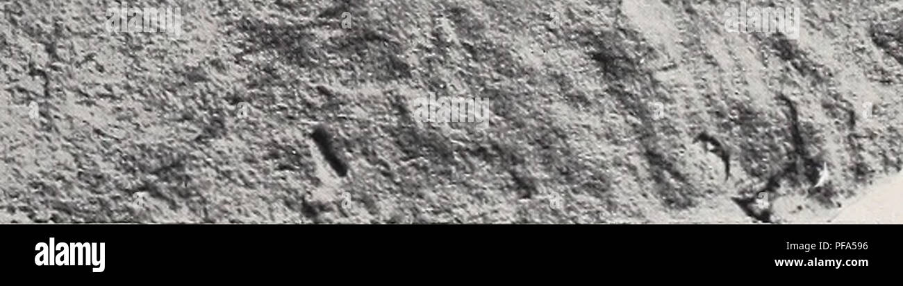 . The Devonian crinoids of the State of New York. Crinoidea, Fossil ...