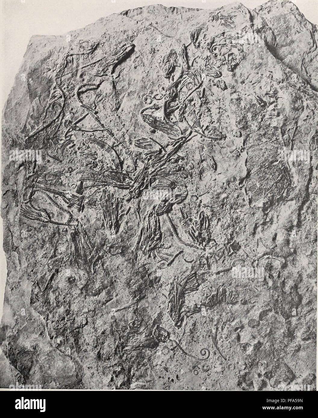 This memoir describes the Devonian crinoids of New York, offering ...