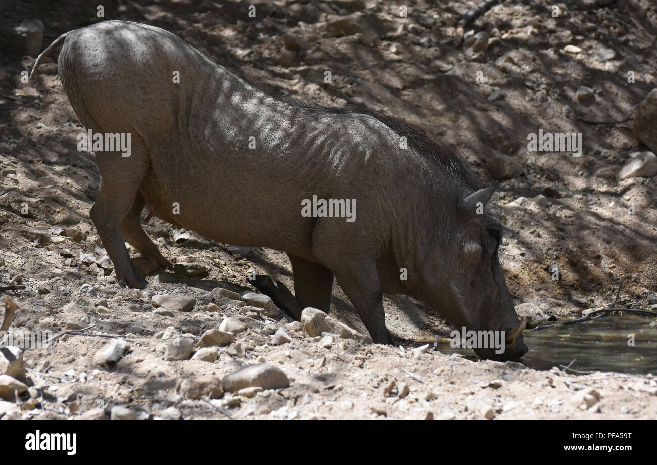 Water hole with a warthog drinking out of it Stock Photo - Alamy