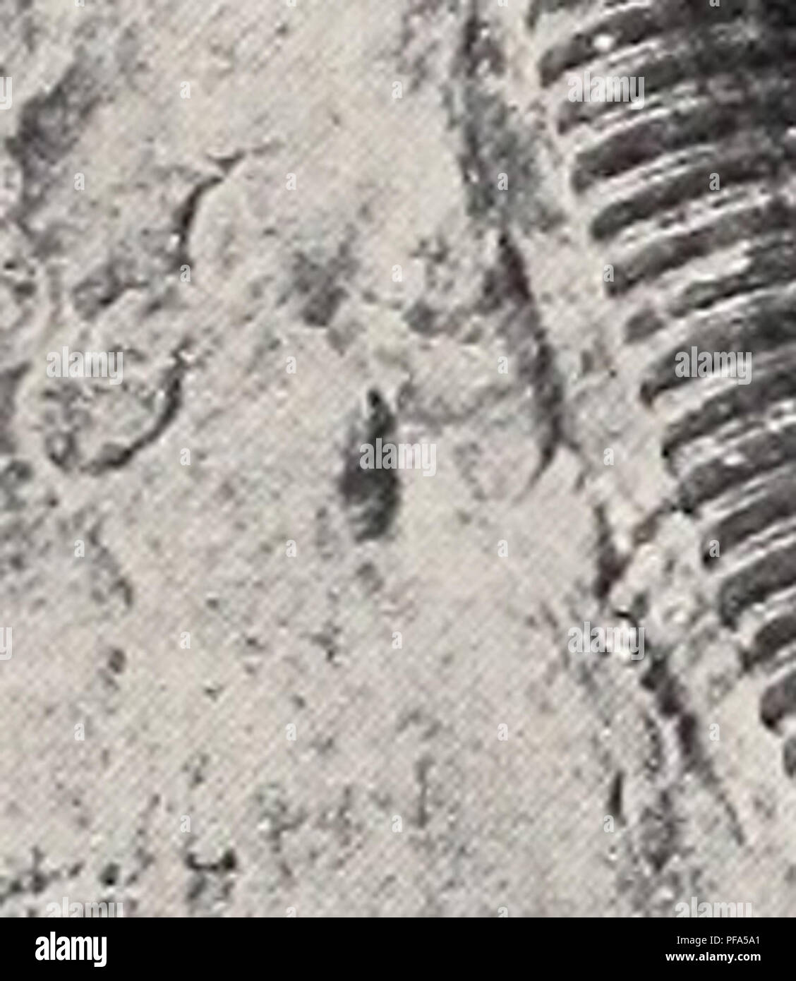 . The Devonian crinoids of the State of New York. Crinoidea, Fossil ...